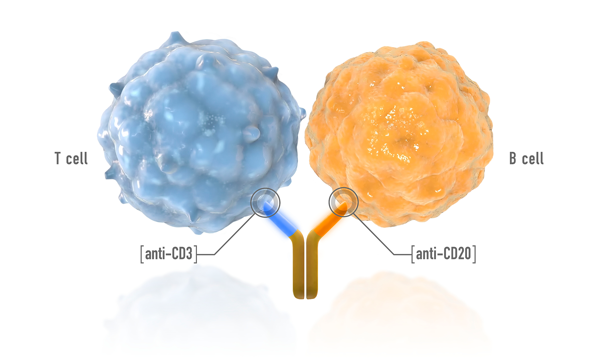 How LUNSUMIO™ (mosunetuzumab-axgb) is thought to work | HCP