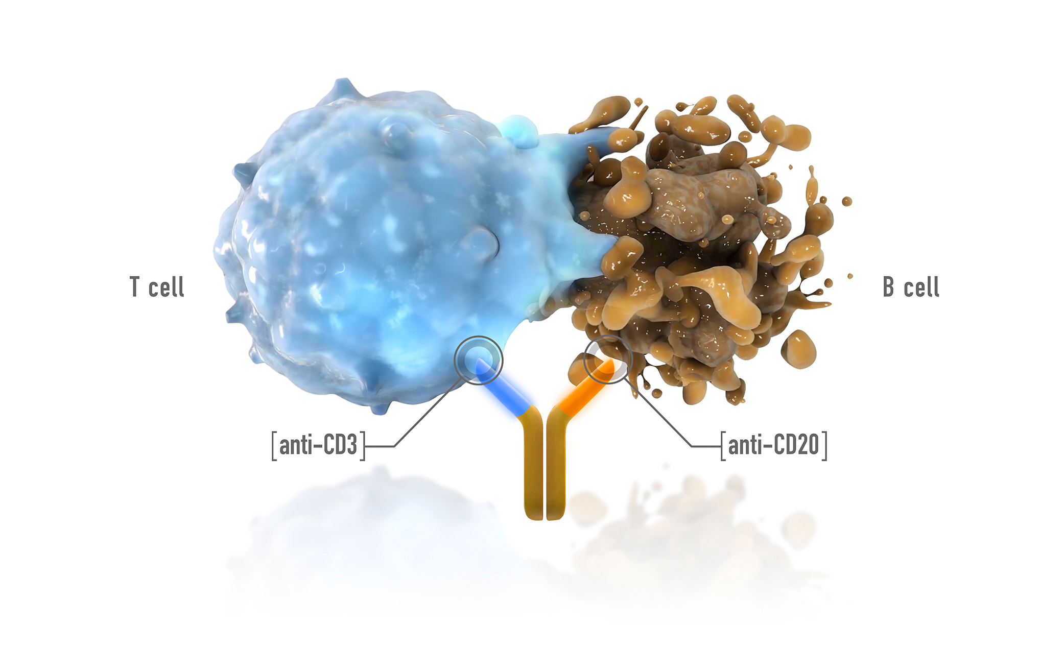 How LUNSUMIO™ (mosunetuzumab-axgb) is thought to work | HCP